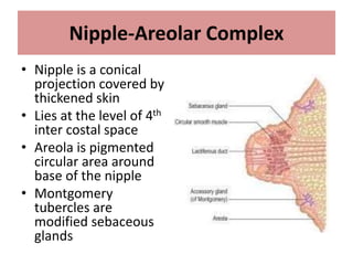 Breast cancer relevant anatomy | PPTX