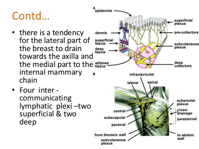 Breast cancer relevant anatomy