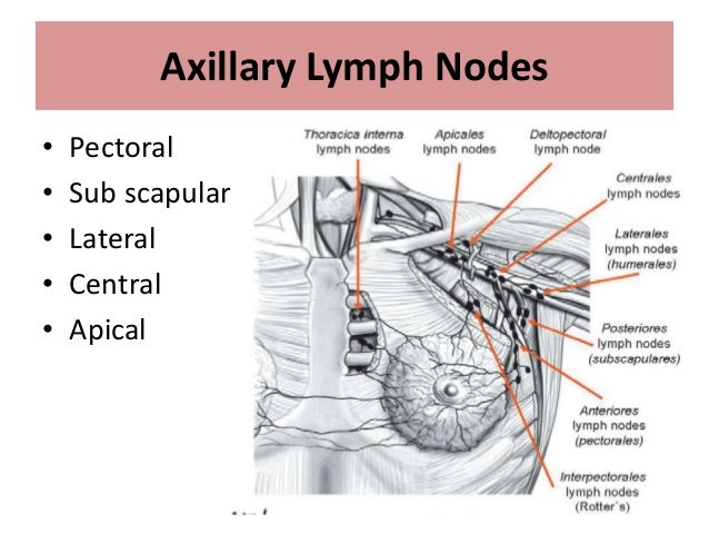 Breast cancer relevant anatomy
