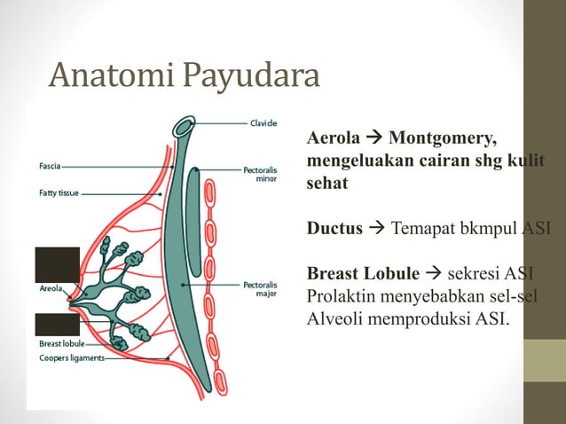 Breast care | PPT