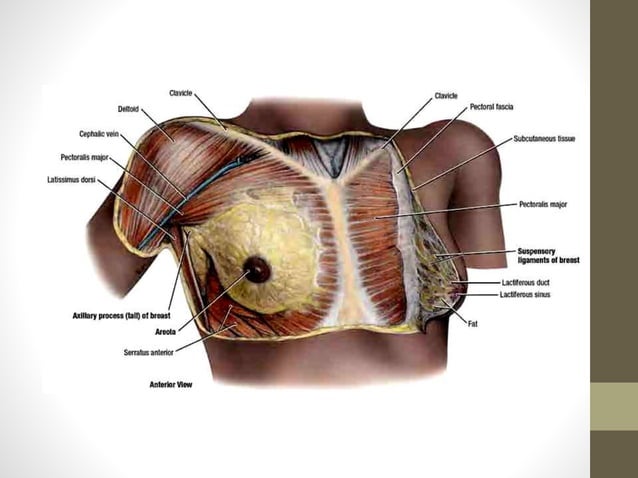 Breast care | PPT | Free Download