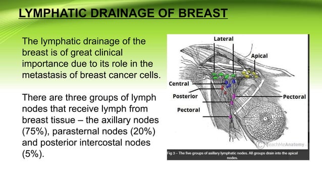 Breast Examination.pptx examination of axillary lymph node | PPTX ...