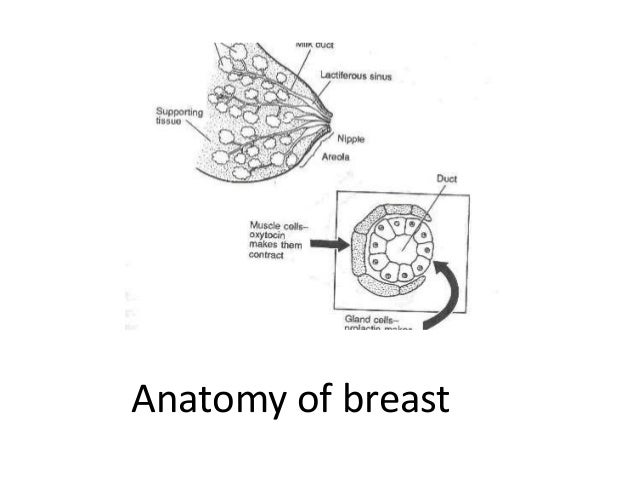 Breast feeding - Baby's Right