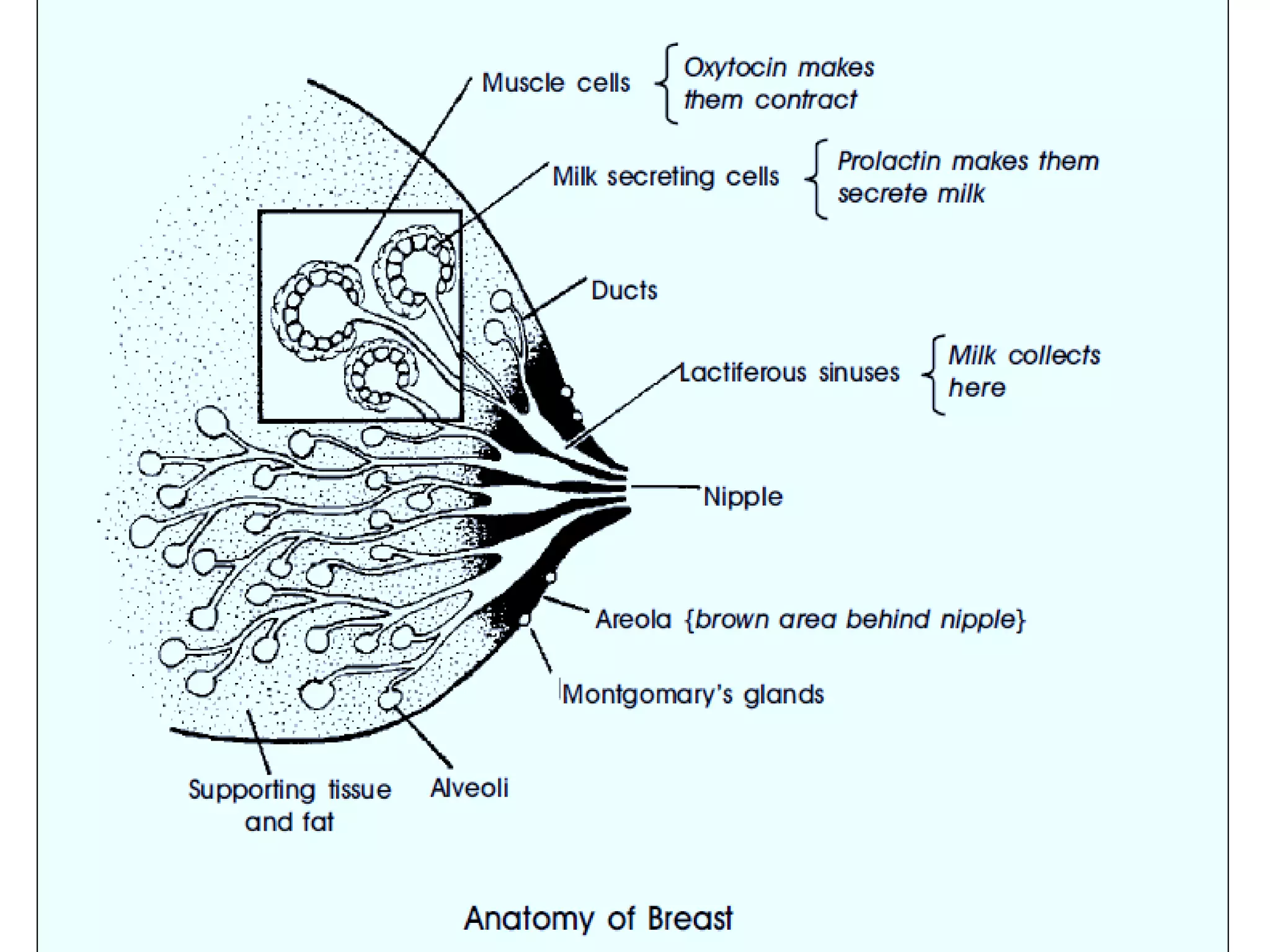 Breast feeding | PPTX