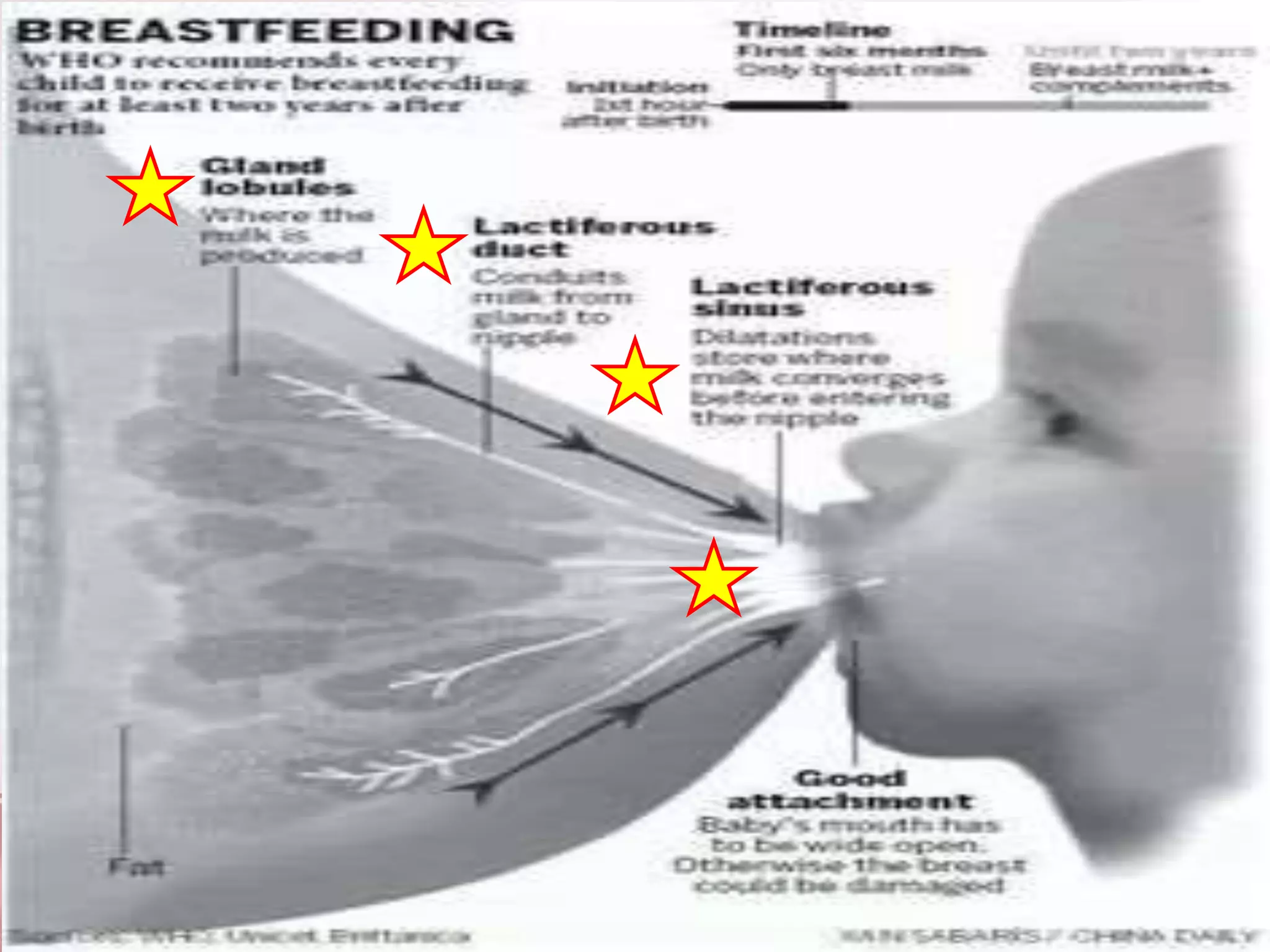 Breastfeeding | PPTX