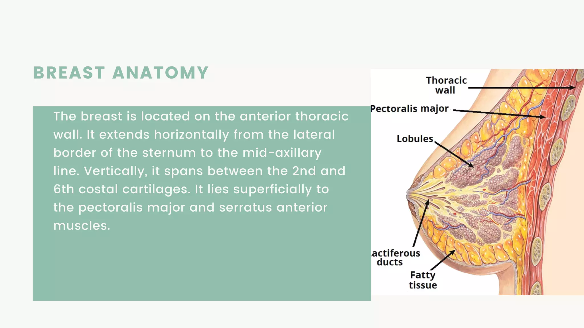 Breastfeeding , Breast Anatomy, Proper way of breastfeeding | PDF
