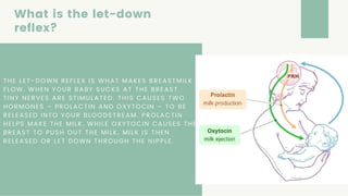 Breastfeeding , Breast Anatomy, Proper way of breastfeeding | PDF