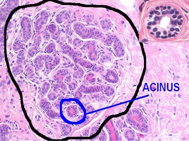 Breast pathology i march 15. 2015
