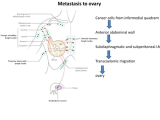 Breast Region | PPTX