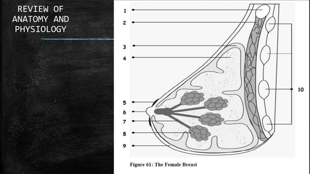 BREAST SURGERIES.pptx | Surgery | Medical Health
