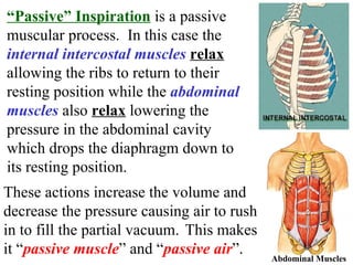 Breathing | PPT