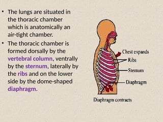 breathing-210415115536.pptx complete information | PPT