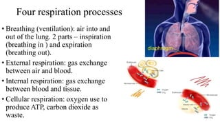 breathing.pptx