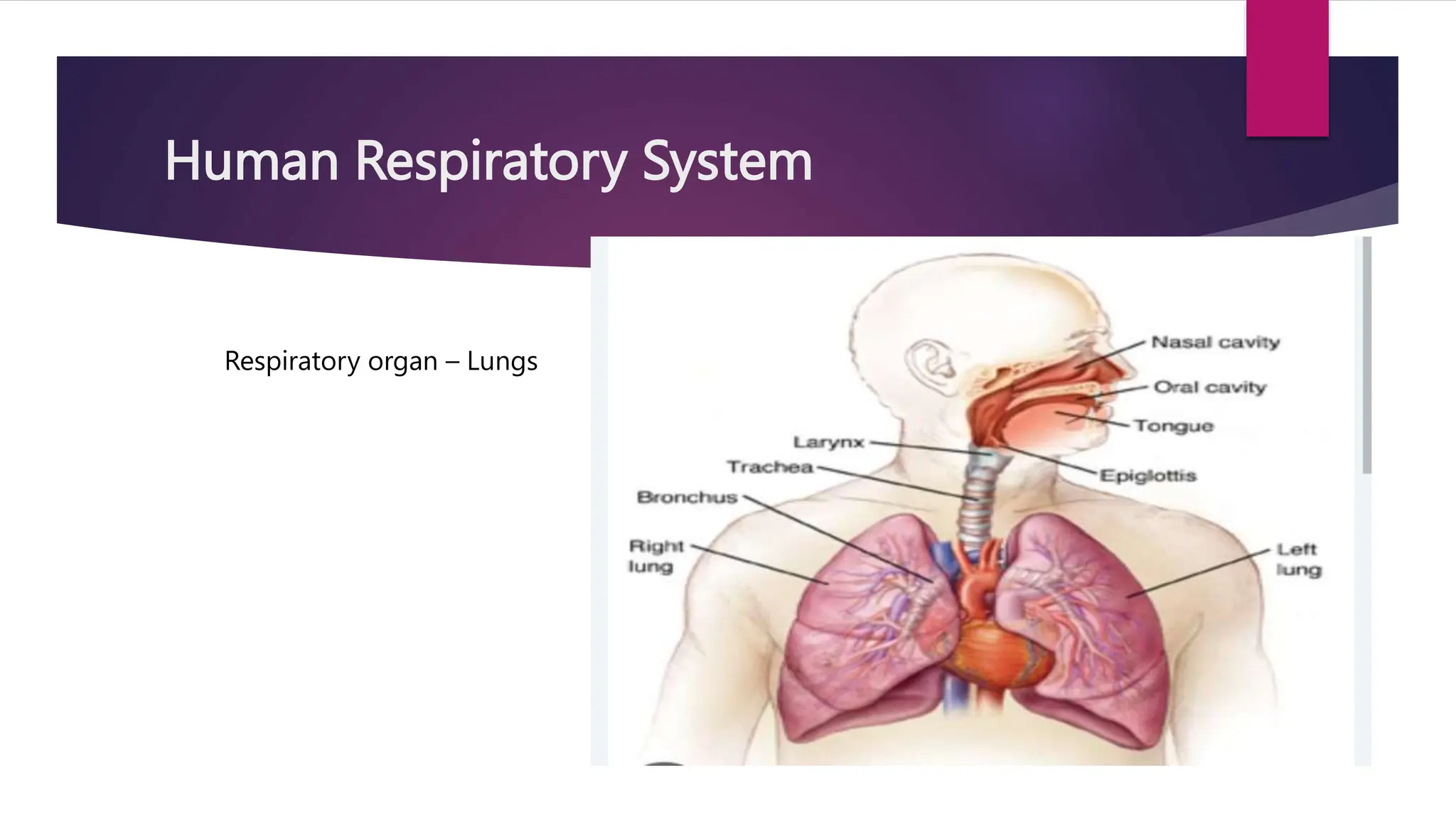 BREATHING slide share for 10 standard ppt | PPTX | Lung and Respiratory Health | Diseases and ...