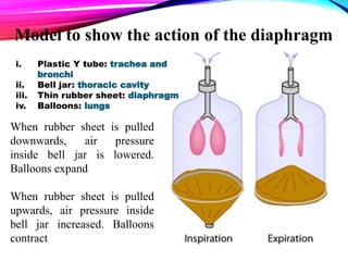 Breathing lower secondary biology year8.pptx