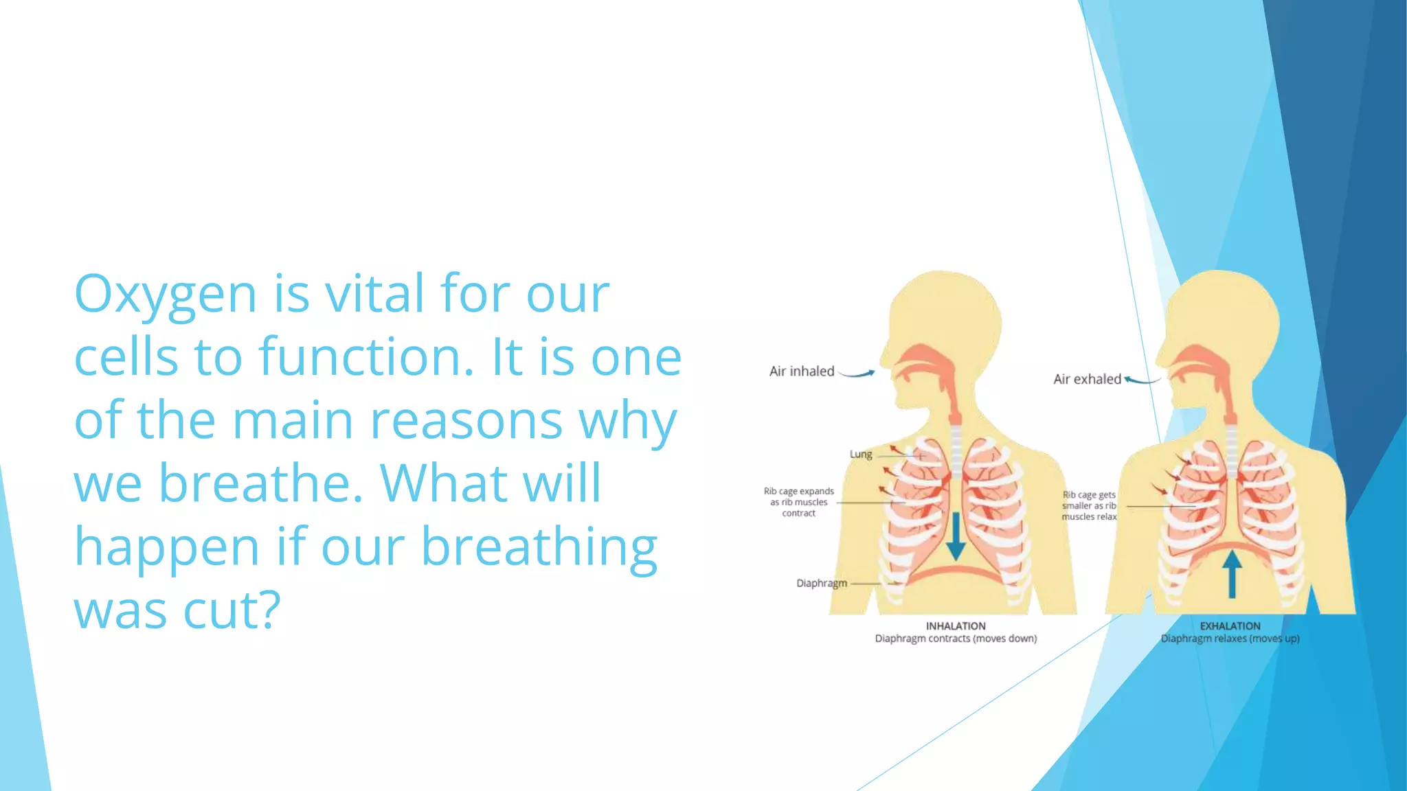 Breathing-Mechanisms.pptx