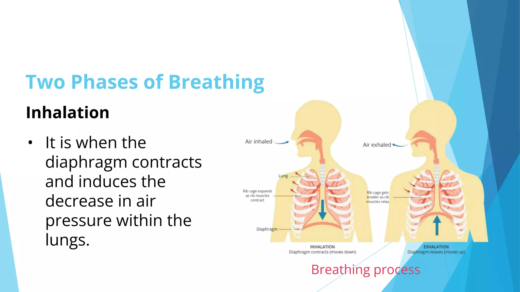 Breathing-Mechanisms.pptx