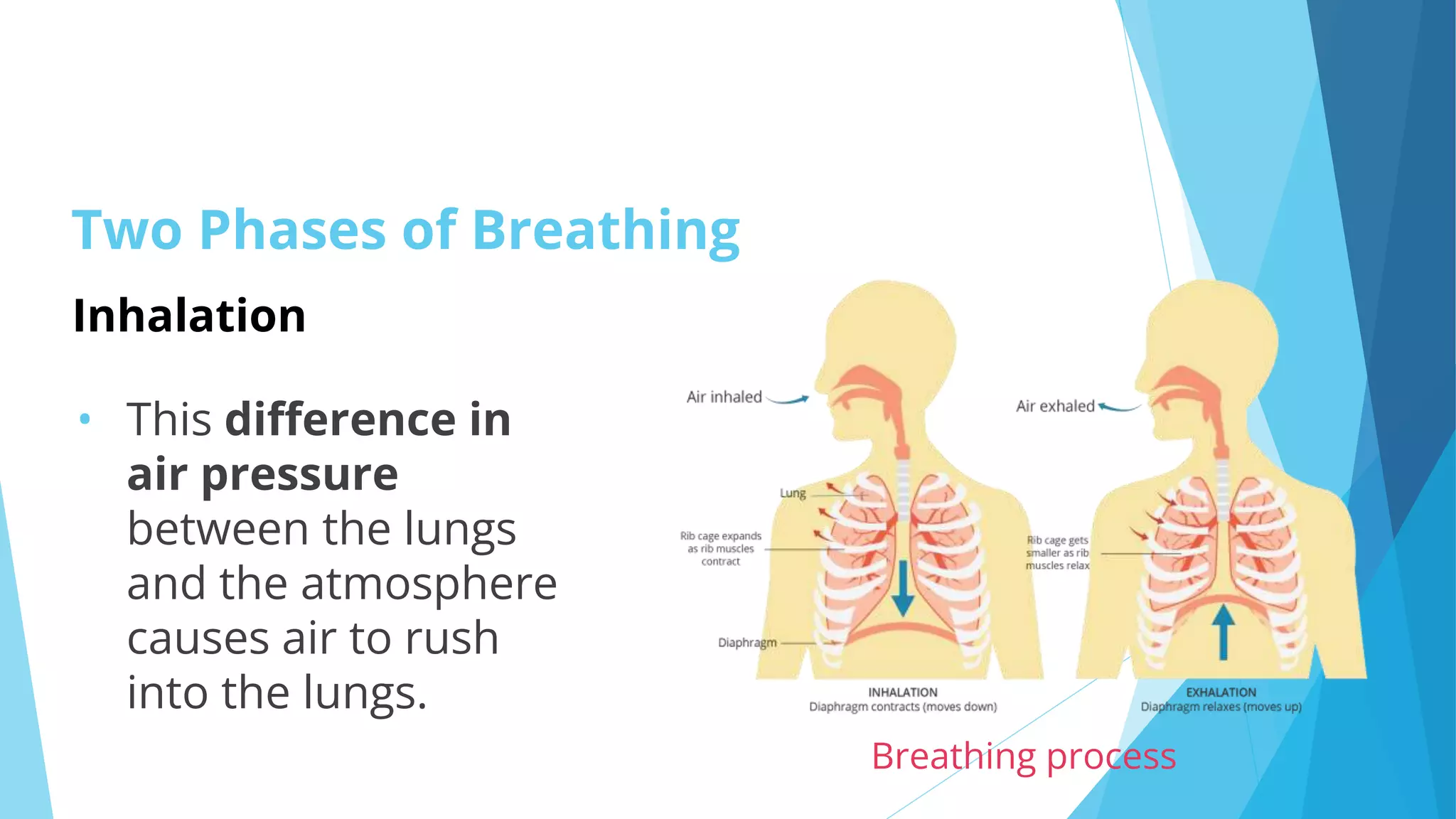 Breathing-Mechanisms.pptx