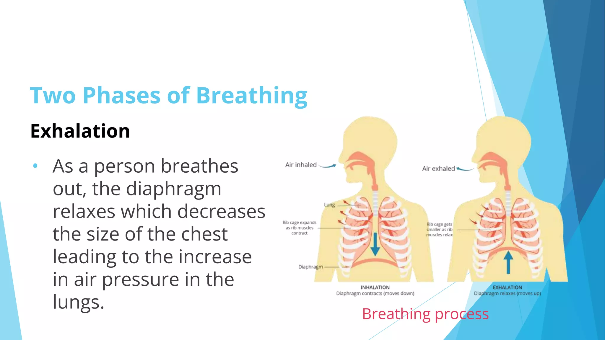 Breathing-Mechanisms.pptx