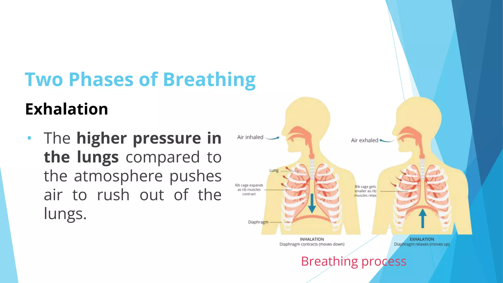 Breathing-Mechanisms.pptx