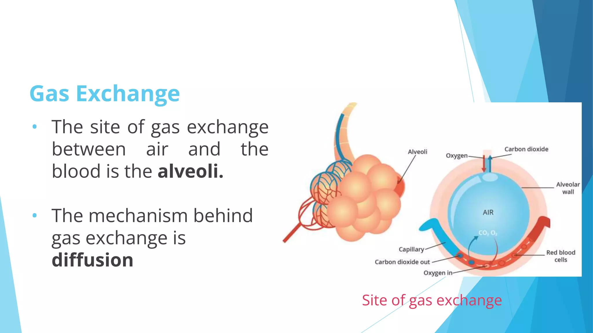 Breathing-Mechanisms.pptx