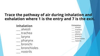 Breathing-Mechanisms.pptx