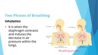 Breathing-Mechanisms.pptx