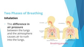 Breathing-Mechanisms.pptx