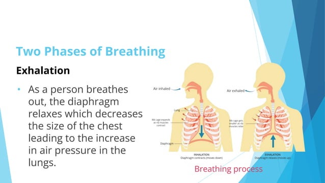 Breathing-Mechanisms.pptx