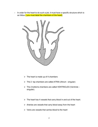 Breathing and circulation | PDF