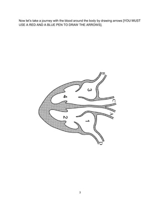 Breathing and circulation | PDF