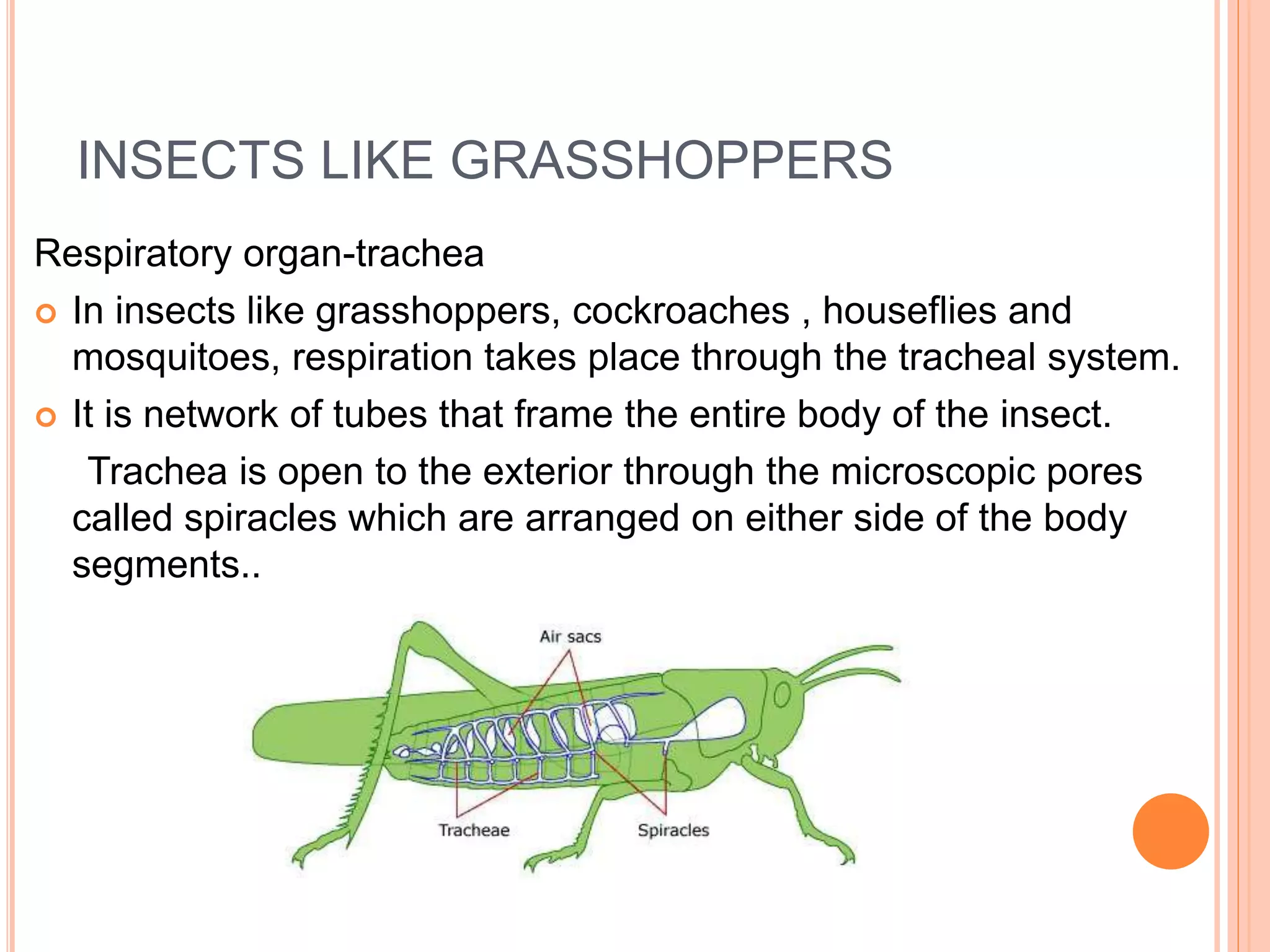 BREATHING AND EXCHANGE OF GASES.pptx