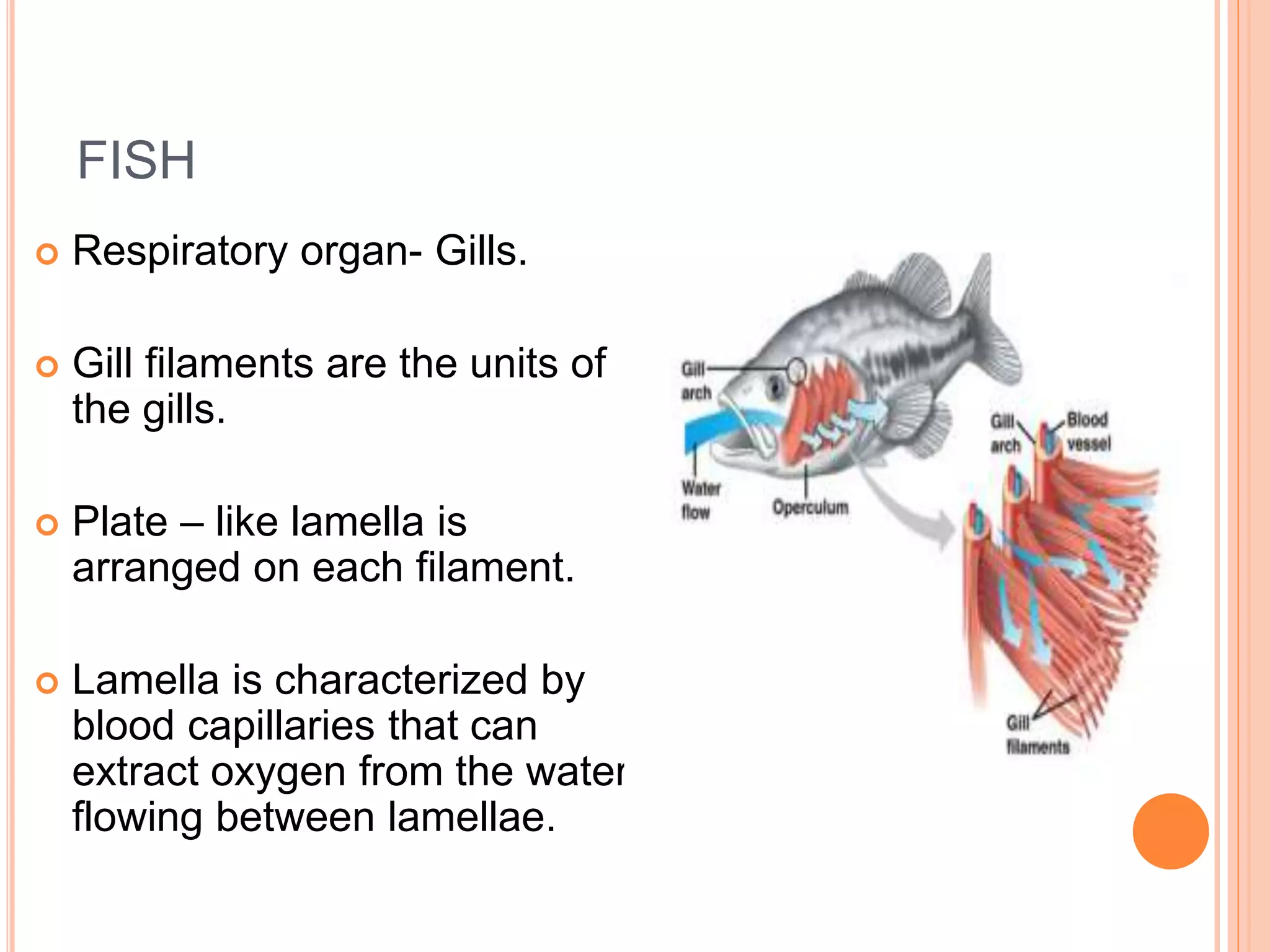 BREATHING AND EXCHANGE OF GASES.pptx