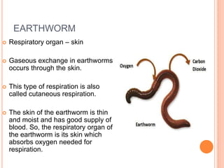 BREATHING AND EXCHANGE OF GASES.pptx