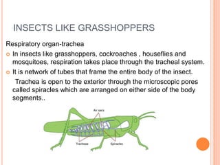 BREATHING AND EXCHANGE OF GASES.pptx