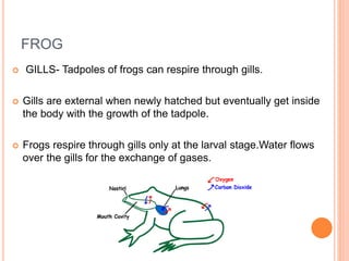 BREATHING AND EXCHANGE OF GASES.pptx