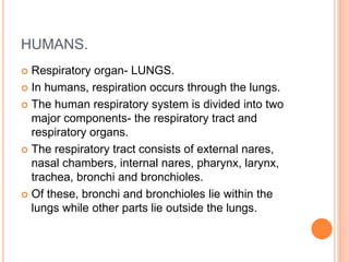 BREATHING AND EXCHANGE OF GASES.pptx