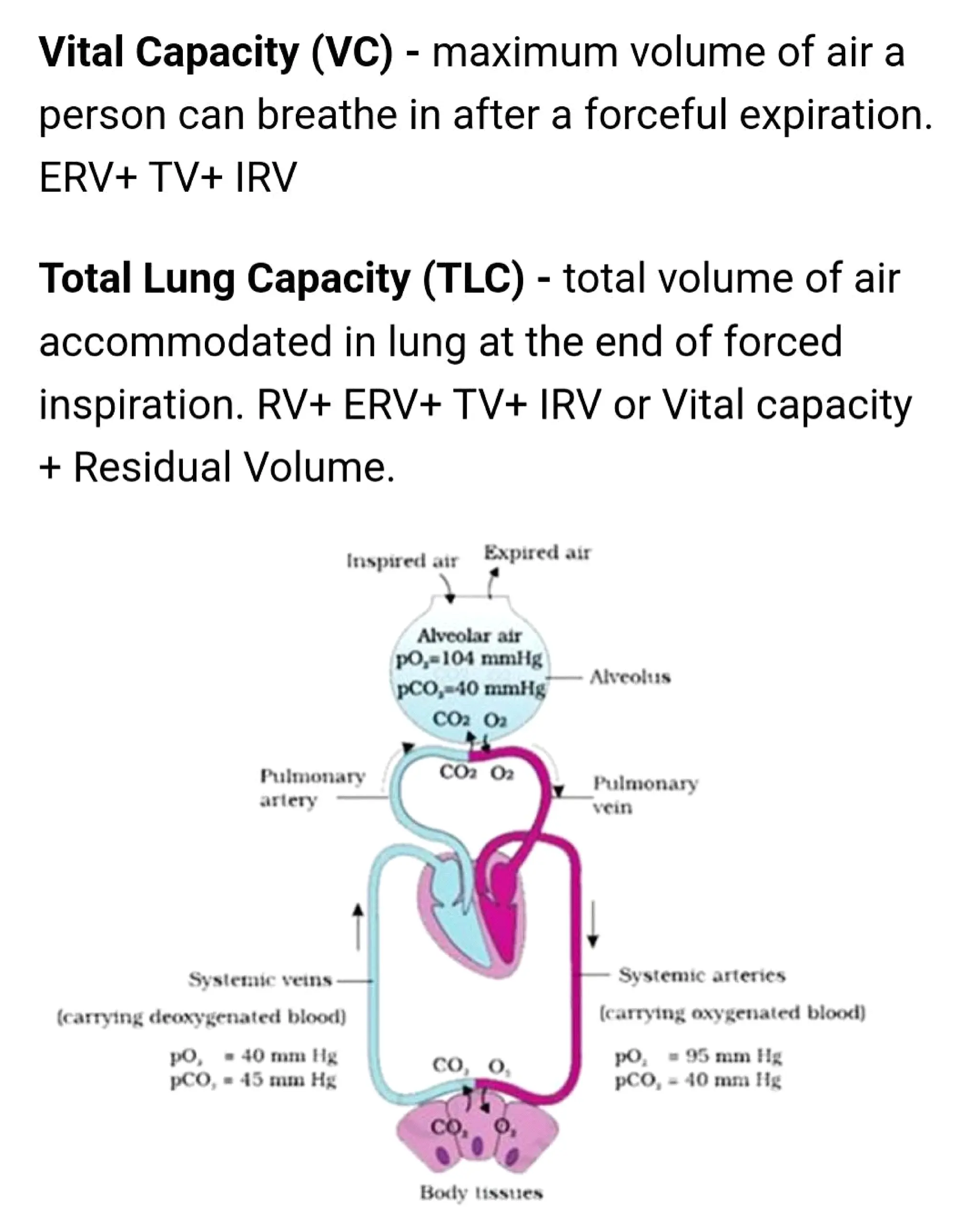 BREATHING AND EXCHANGE OF GASES .pdf