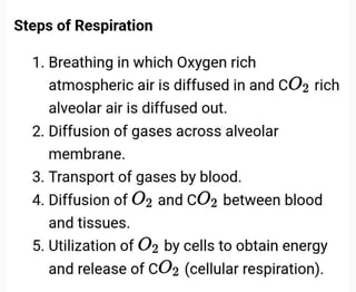 BREATHING AND EXCHANGE OF GASES .pdf