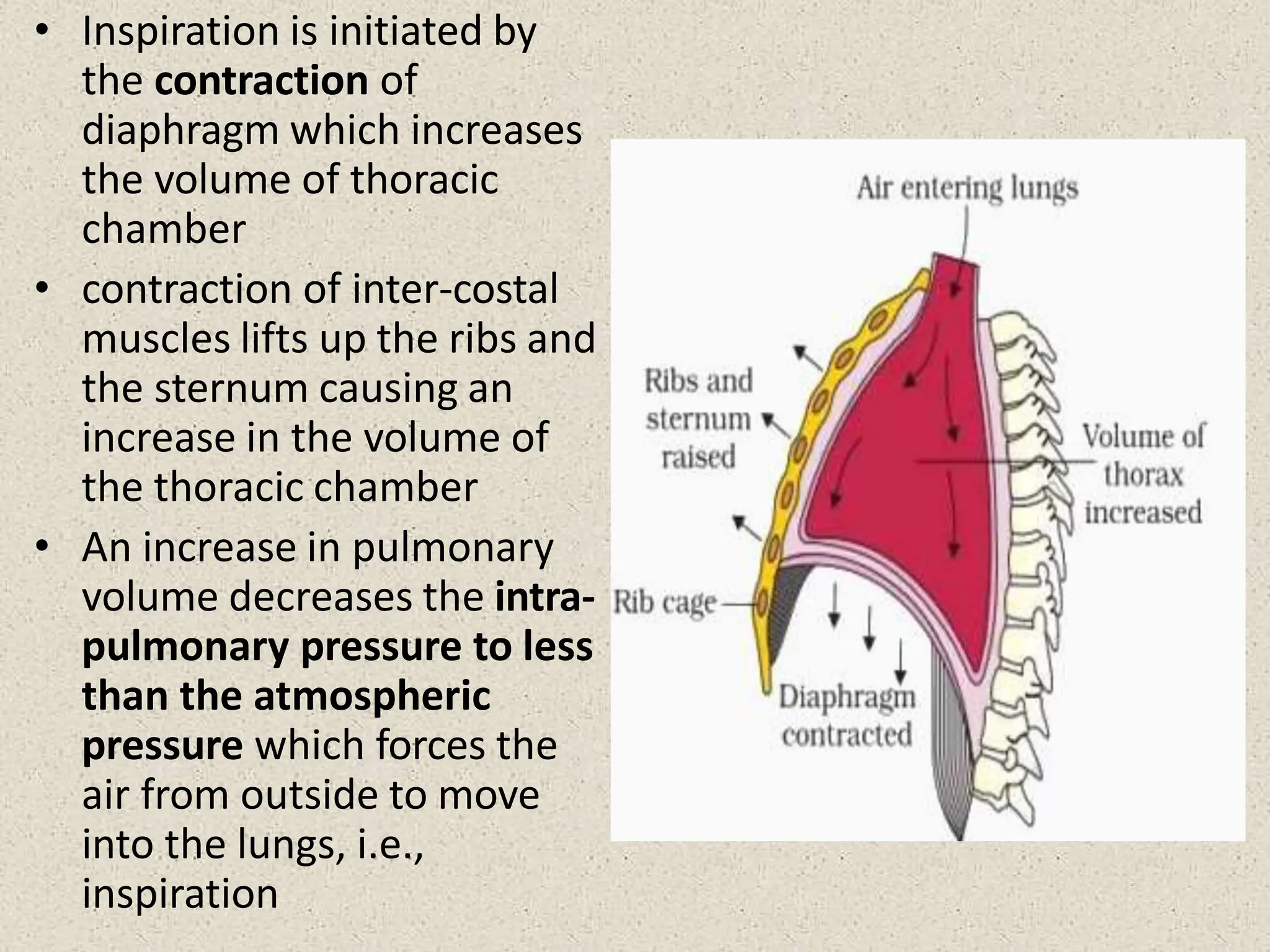 Breathing and Exchange of Gases.pptx is made for teaching class 11 | PPTX