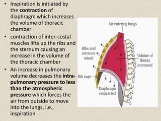 Breathing and Exchange of Gases.pptx is made for teaching class 11 | PPTX