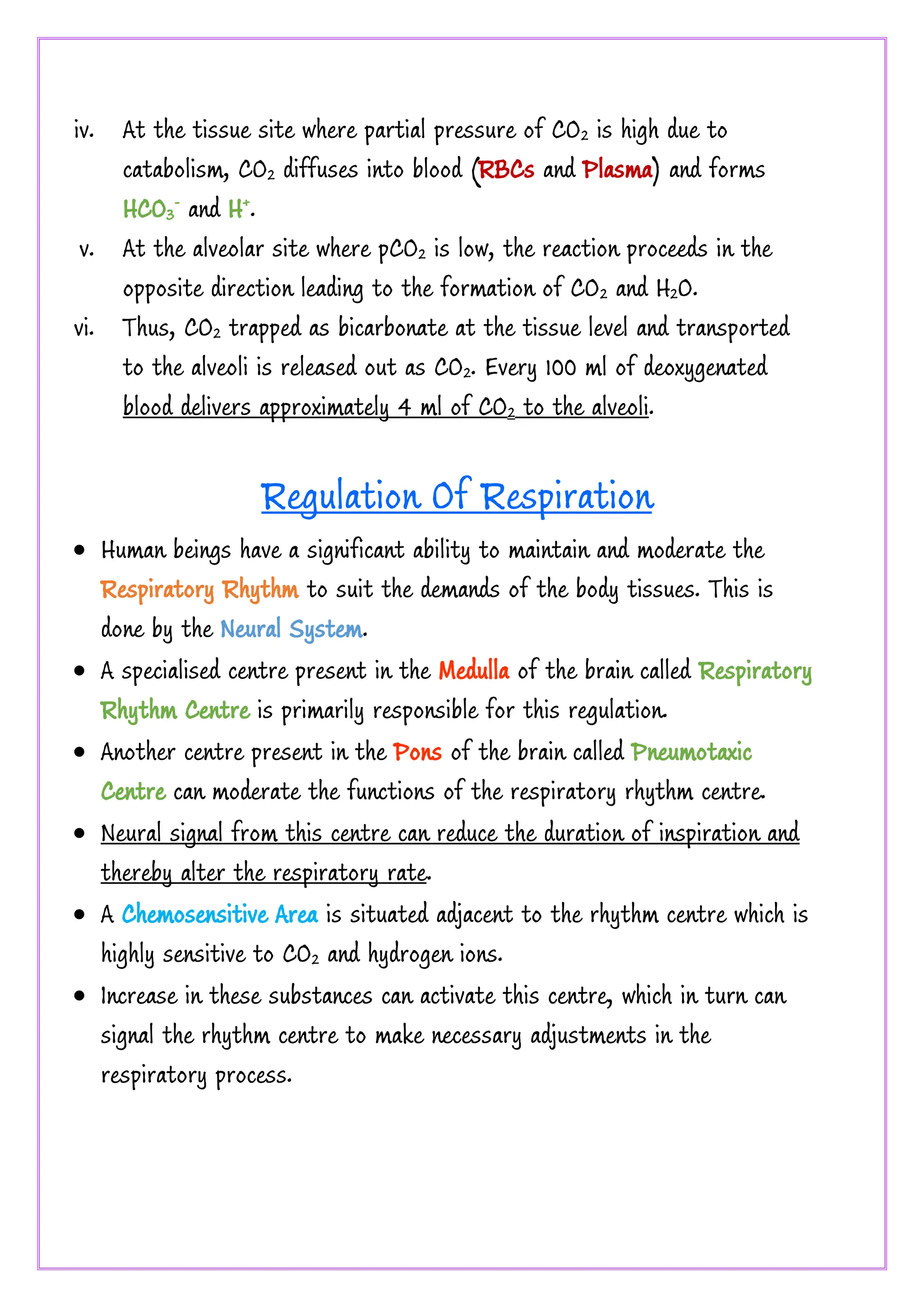 Breathing and Exchange of Gases Class 11th | PDF
