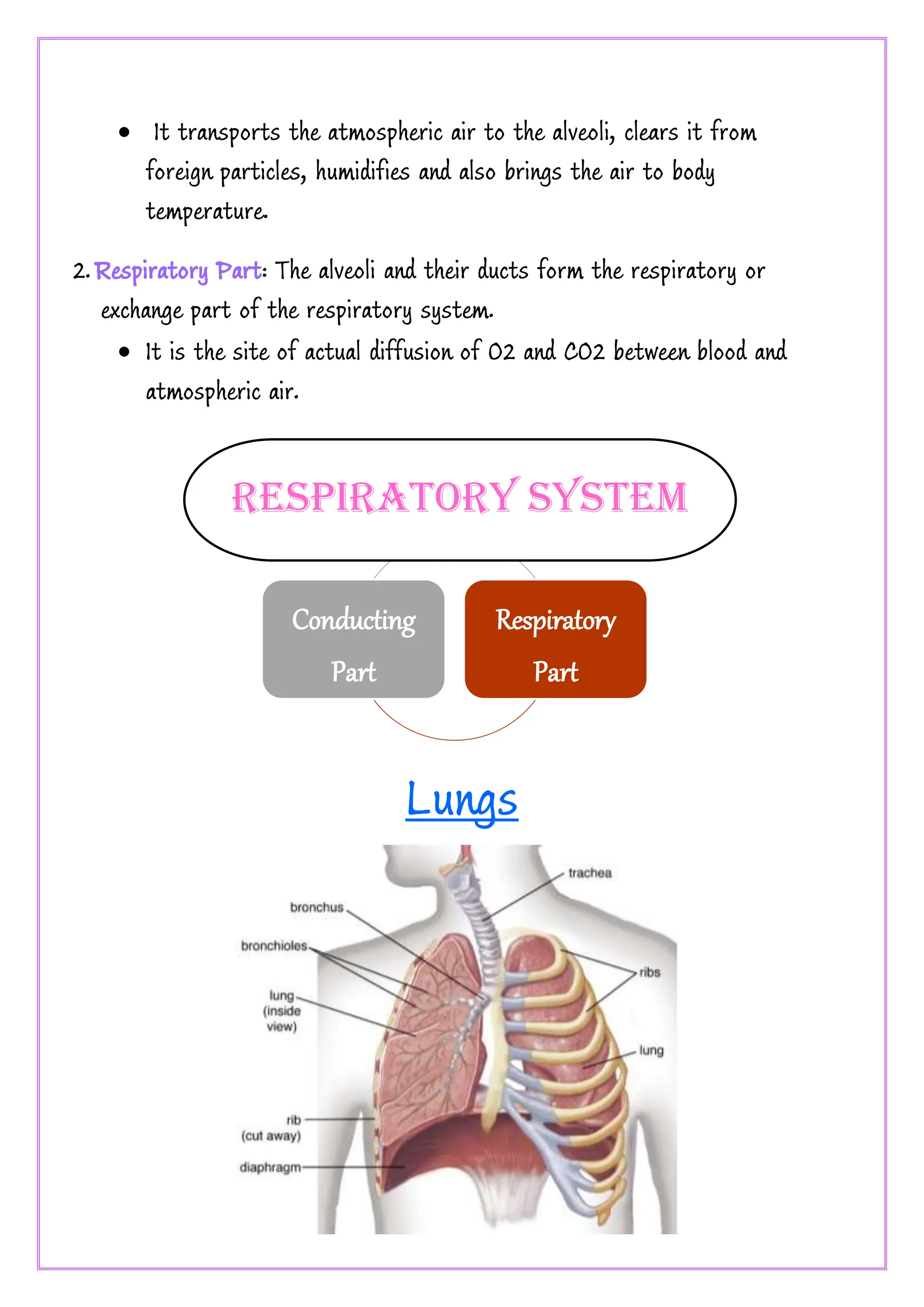 Breathing and Exchange of Gases Class 11th | PDF