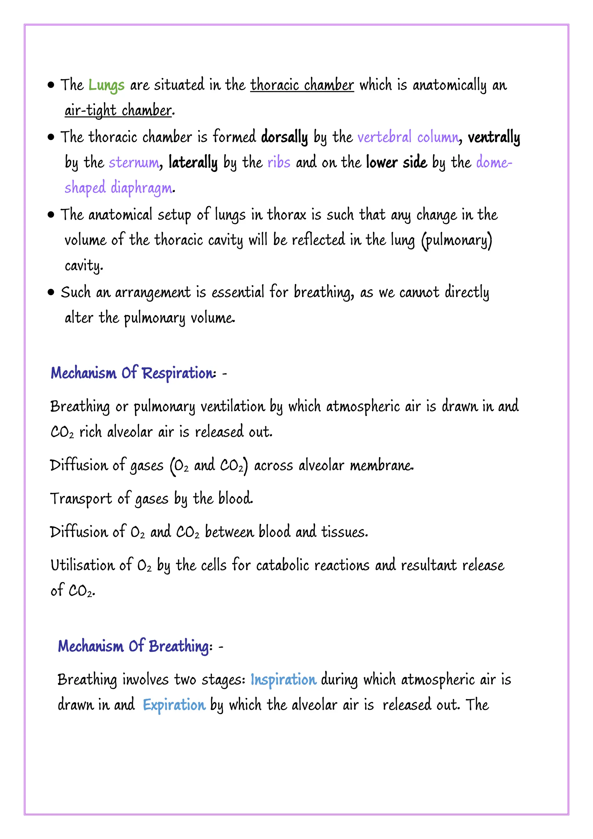 Breathing and Exchange of Gases Class 11th | PDF