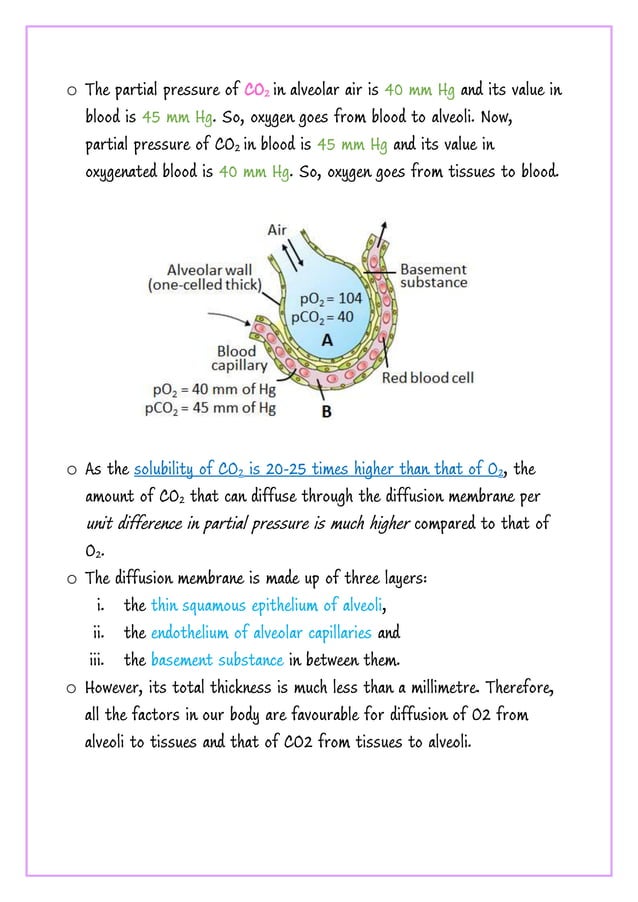 Breathing and Exchange of Gases Class 11th | PDF