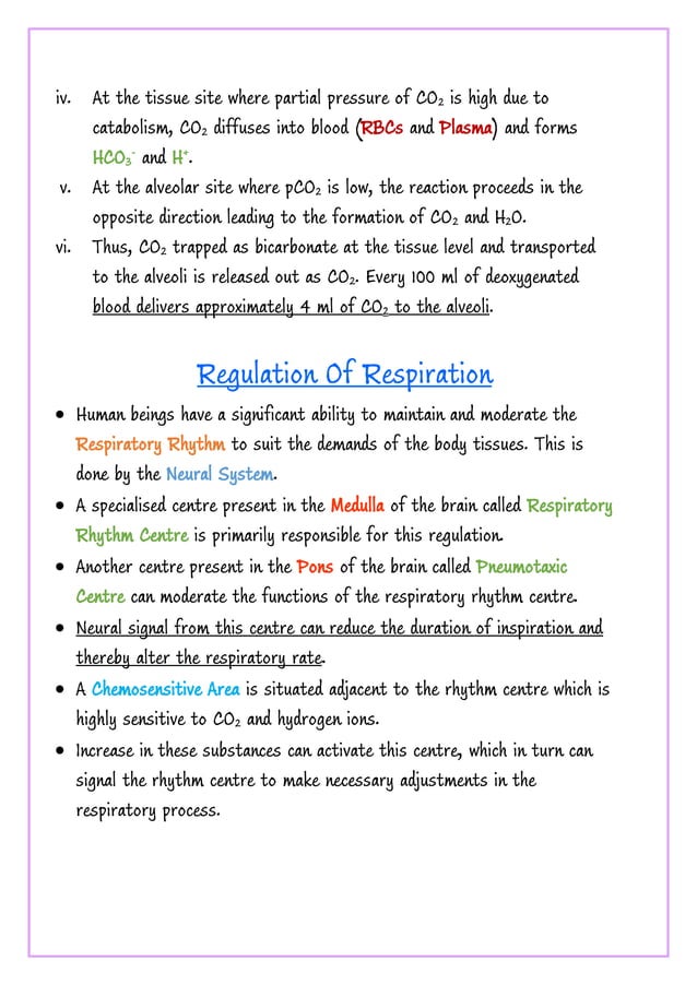 Breathing and Exchange of Gases Class 11th | PDF