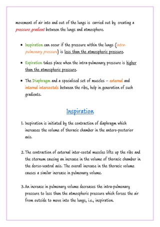 Breathing and Exchange of Gases Class 11th | PDF