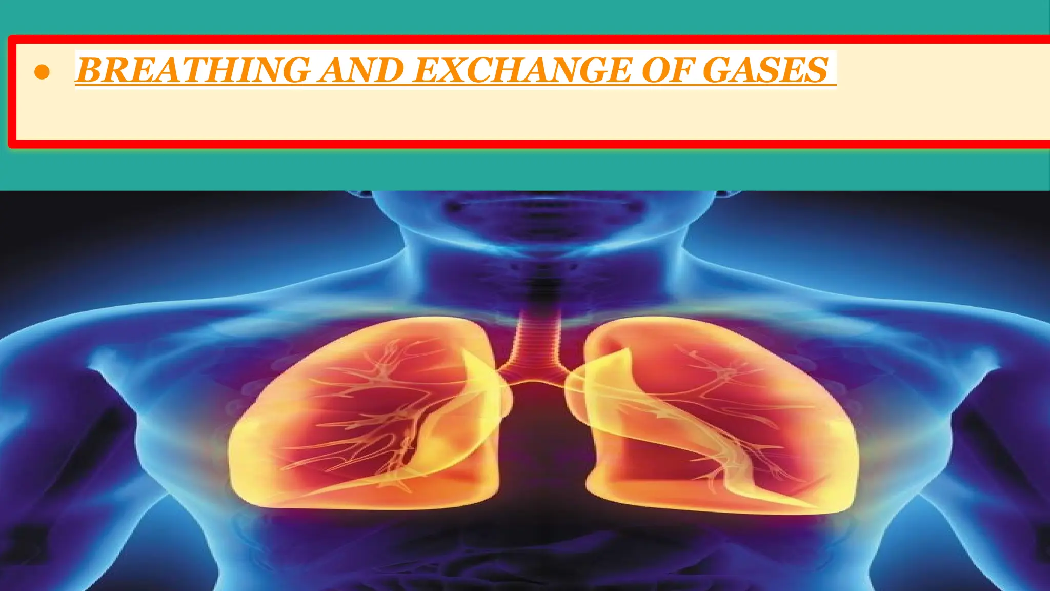 Breathing and exchange of gases ppt.pptx