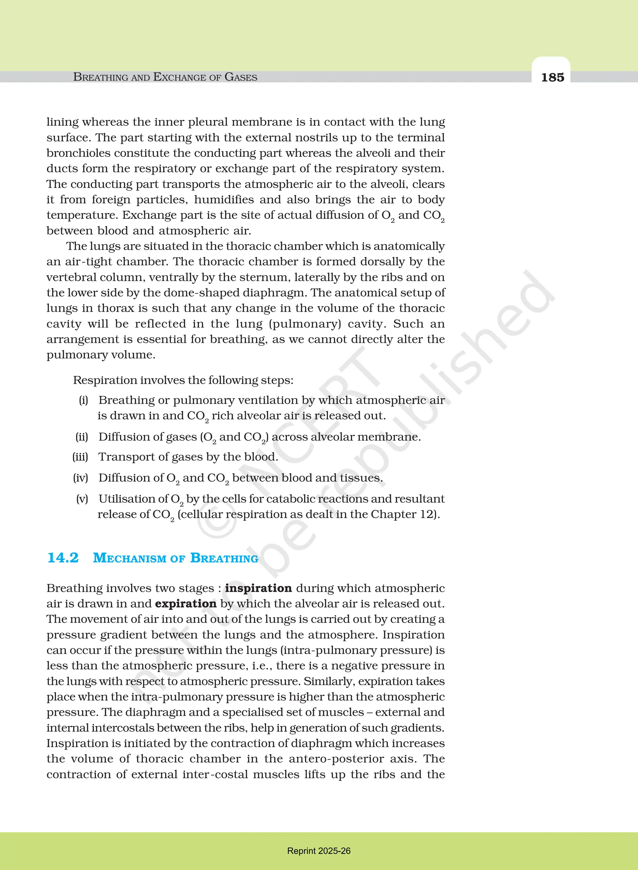 Breathing and Respiration Breathing and Respiration Breathing and ...