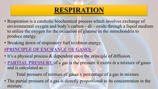 Breathing and exchange of gases | PPTX